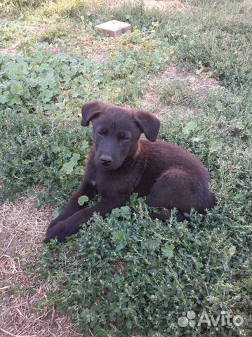 Щенок - маленькое чудо