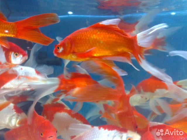 Карась цветной 6-10см