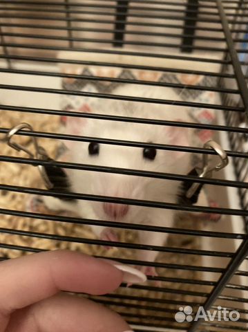 Крыса с клеткой