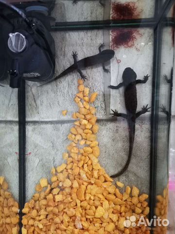 Отдам тритонов в добрые руки