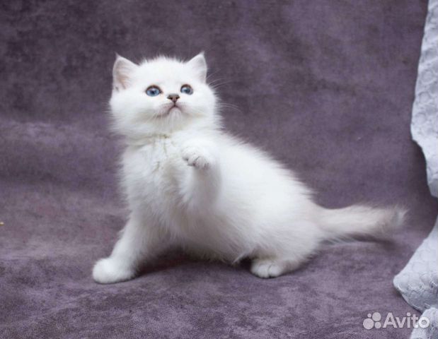 Котенок серебристая шиншилла