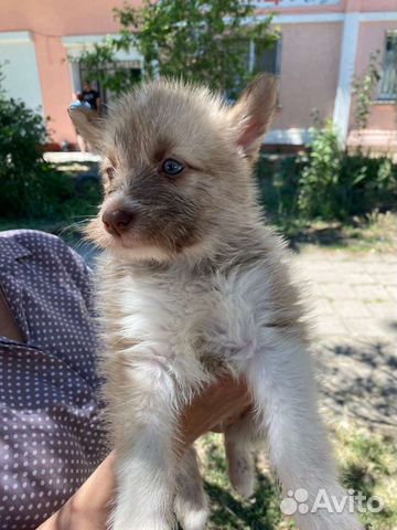 Собака в добрые руки отдам бесплатно