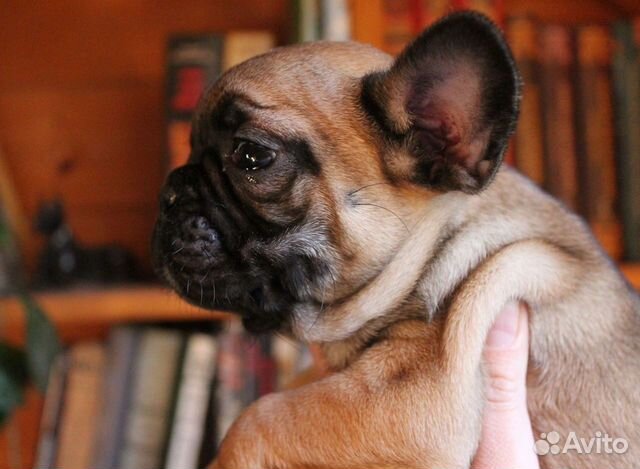 Малыши французского бульдога