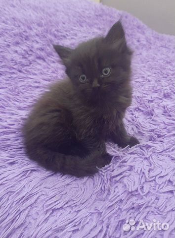 Персидские котята