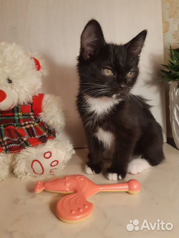 Маленький котенок ищет маму добрые руки