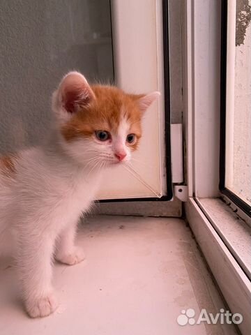 Котята в добрые руки мальчик