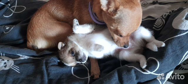 Чихуша малыш