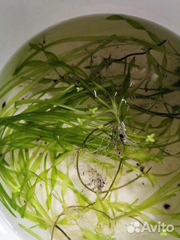 Валлиснерия