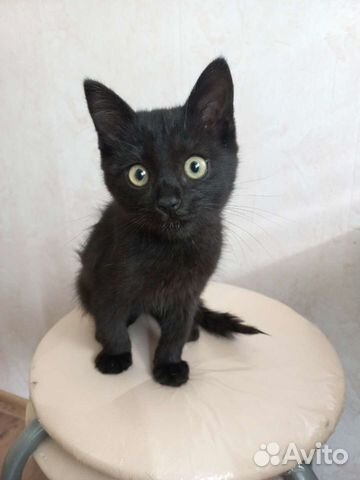 Котенок маленький ч4ртенок