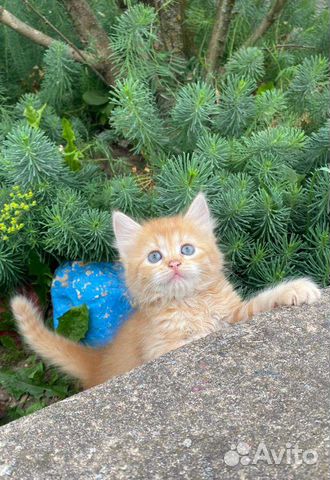 Котёнок Мэри в добрые руки