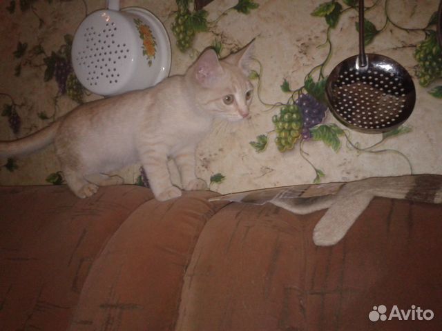 Красавица- "Фриски"(кошечка полукровка-сиамка)