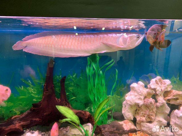 Южноамериканская аравана, длина 50см+