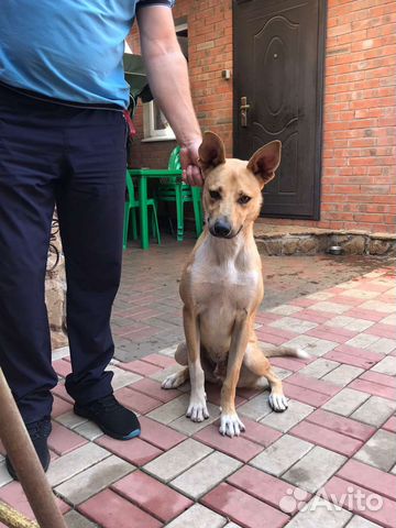 Славный пес Рич