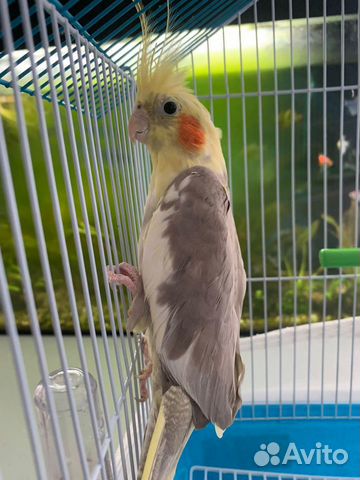 Попугай корелла самец