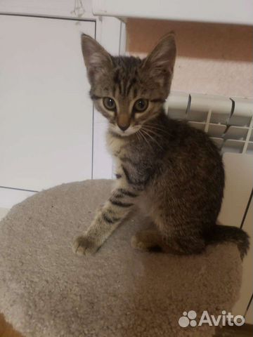 Котёнок кошечка Шуня