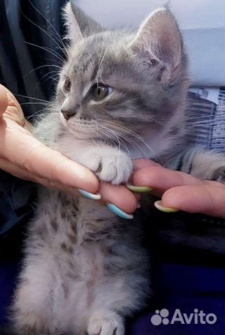 Котёнок в дар