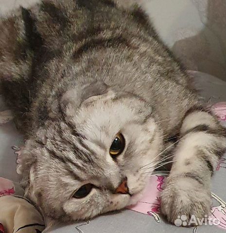 Шотландская мраморная вислоухая кошка