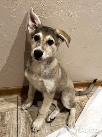 Смелый и веселый щенок ищет хозяина