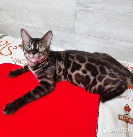 Бенгальская кошка Шерри Лии