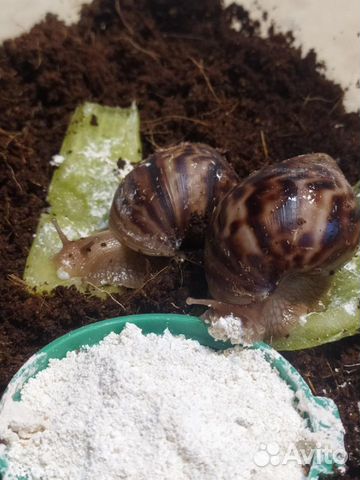 Ахатина Иммакулята (малыши)