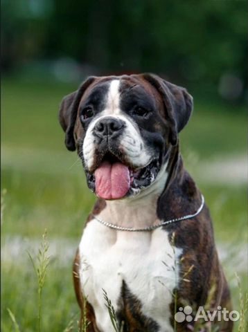 Щенки боксёра рыжие и тигровые