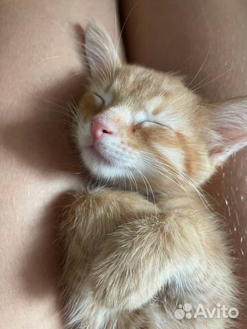 Котенок ищет свой дом
