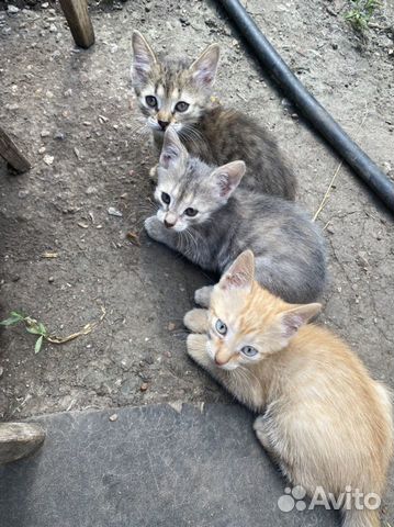 Кошка