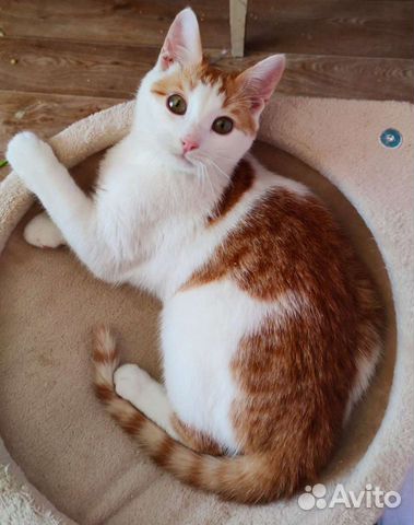 Котёнок Лютик ищет дом