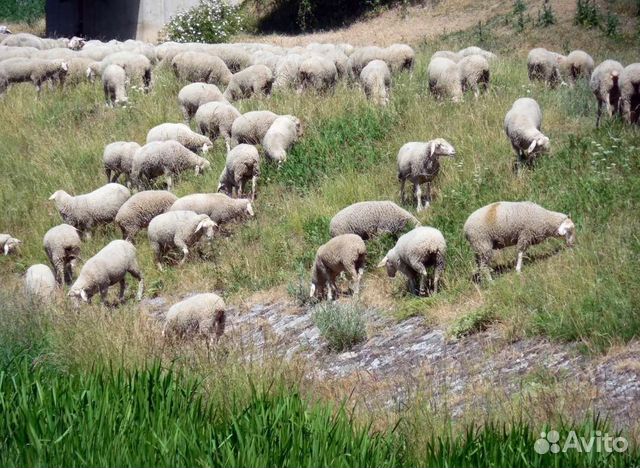 Овцы барашки