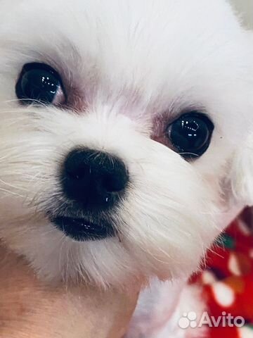 Взрослая девочка мальтезе 4,4 г