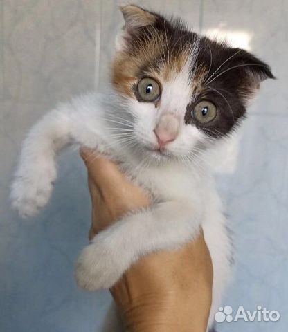 Красивая кошечка,фенотип вислоухой