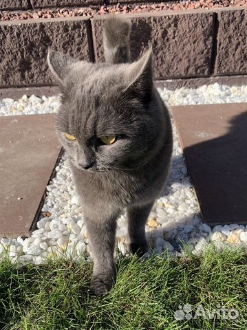 Кошка потеряшка Британка в Акбердино