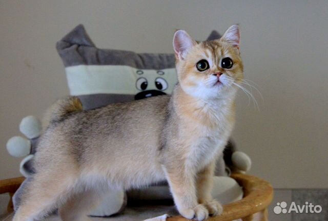 Мышка - золотистая затушеванная британочка