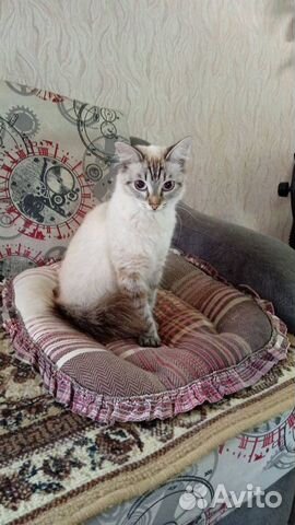 Красивая кошечка Леся со светлыми глазами