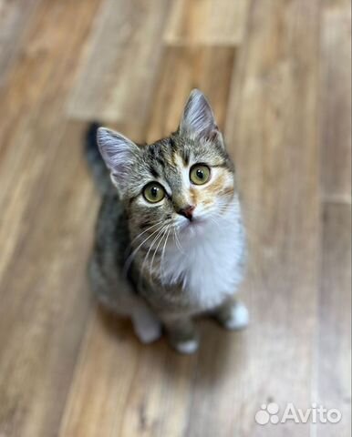 Чудесная кошечка Машенька ищет семью