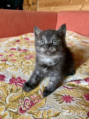 Очаровательная кошечка, 1,5 мес