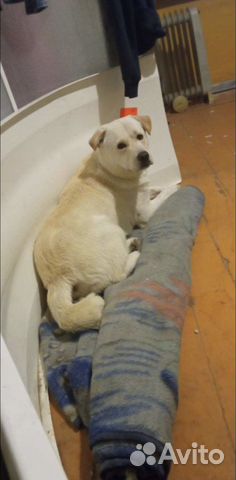 Отдам Лабрадора Ретривера кобель