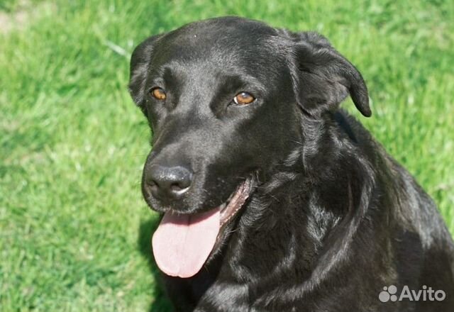 Собака Василиса в добрые руки