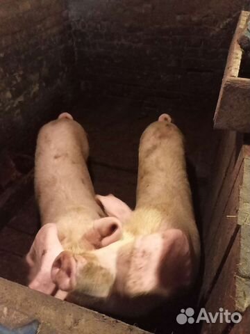 Поросята породы ландрас
