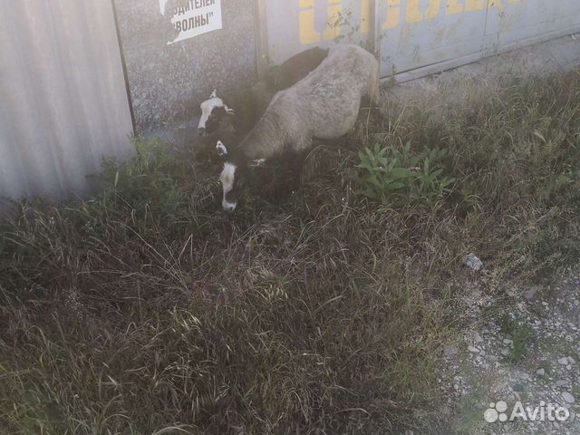 Матка с ягнятами