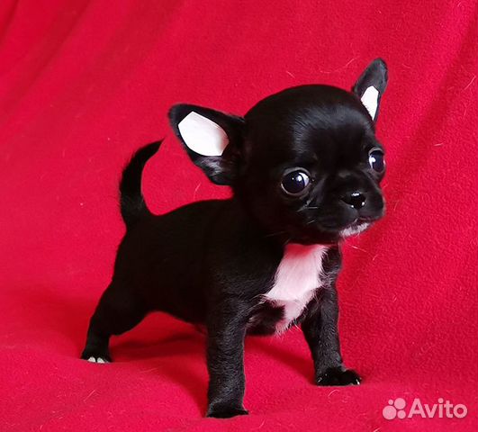 Чихуахуа. Мини мальчик