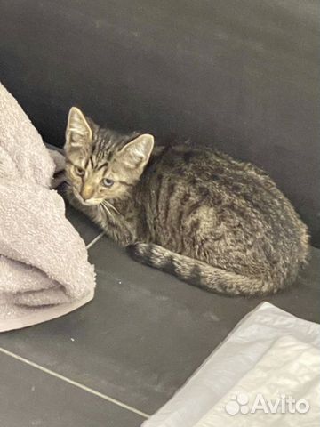 Котёнок тигровый срочное пристройство или Улица