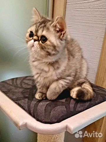 Девочка экзотическая короткошерстная
