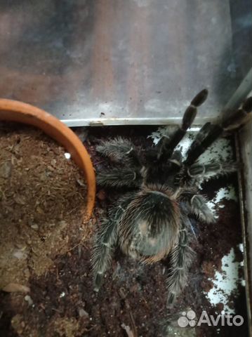 Паук Lasiodora parahybana, самка