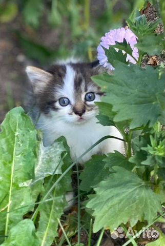 Котёнок Ариша в добрые руки