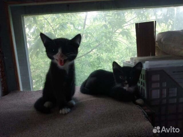 Спасите малышей