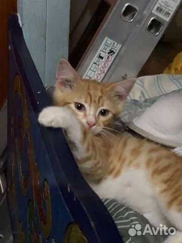Котенок в хорошие руки