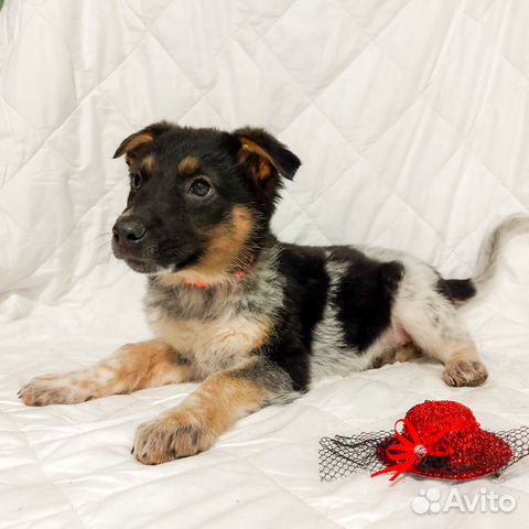 Щенок в дар