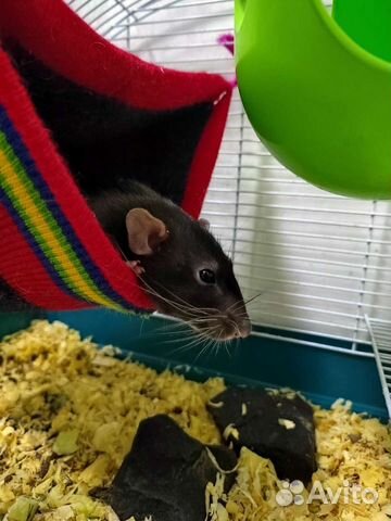 Декоративная крыса