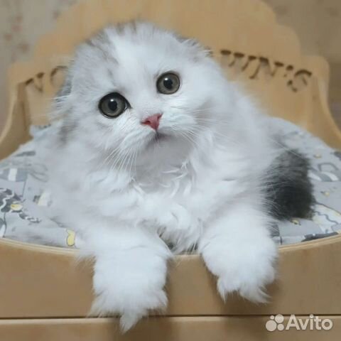 Кошечка Фанта